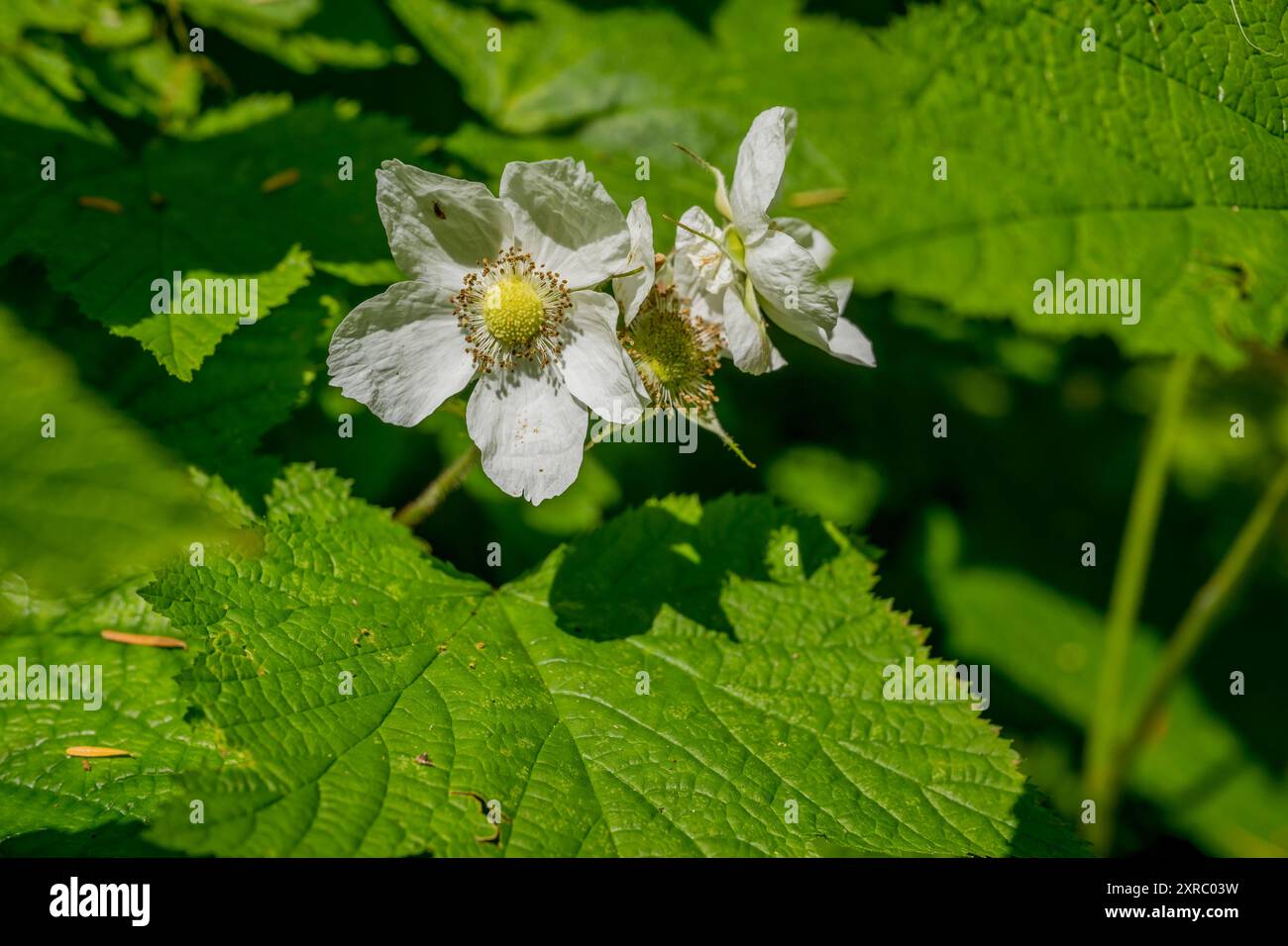 Close-up of Rubus parviflorus, commonly called thimbleberry, (also ...