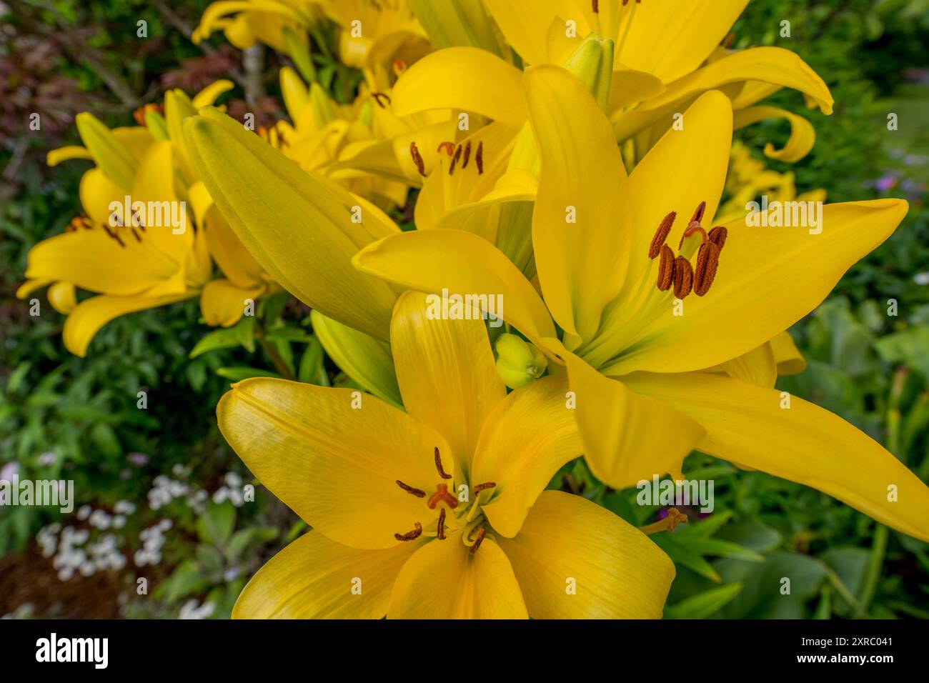 Yellow Asiatic Hybrid Lilies in a garden in Kirkland, Washington State ...