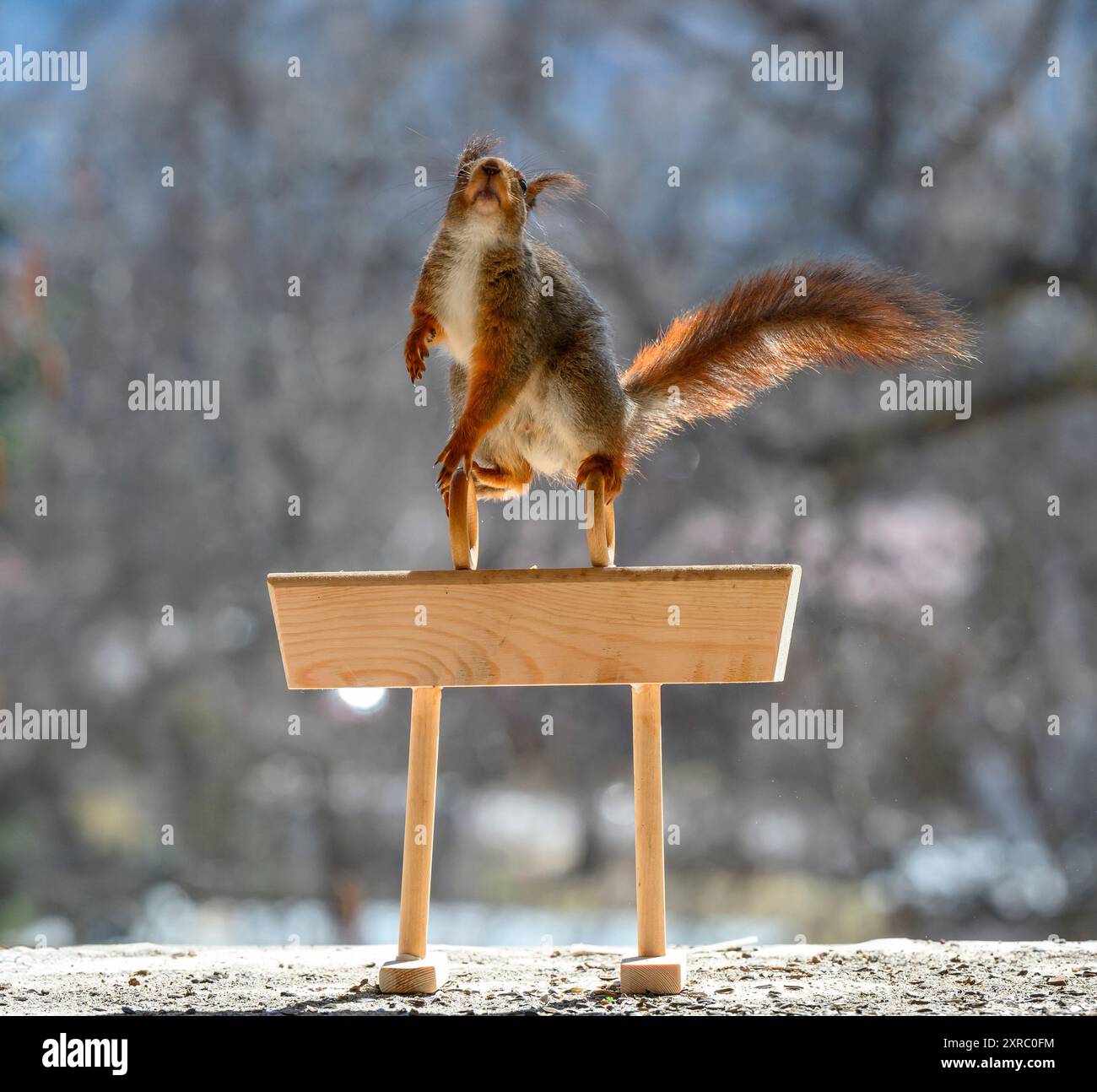red squirrel stand on a Pommel horse Stock Photo - Alamy