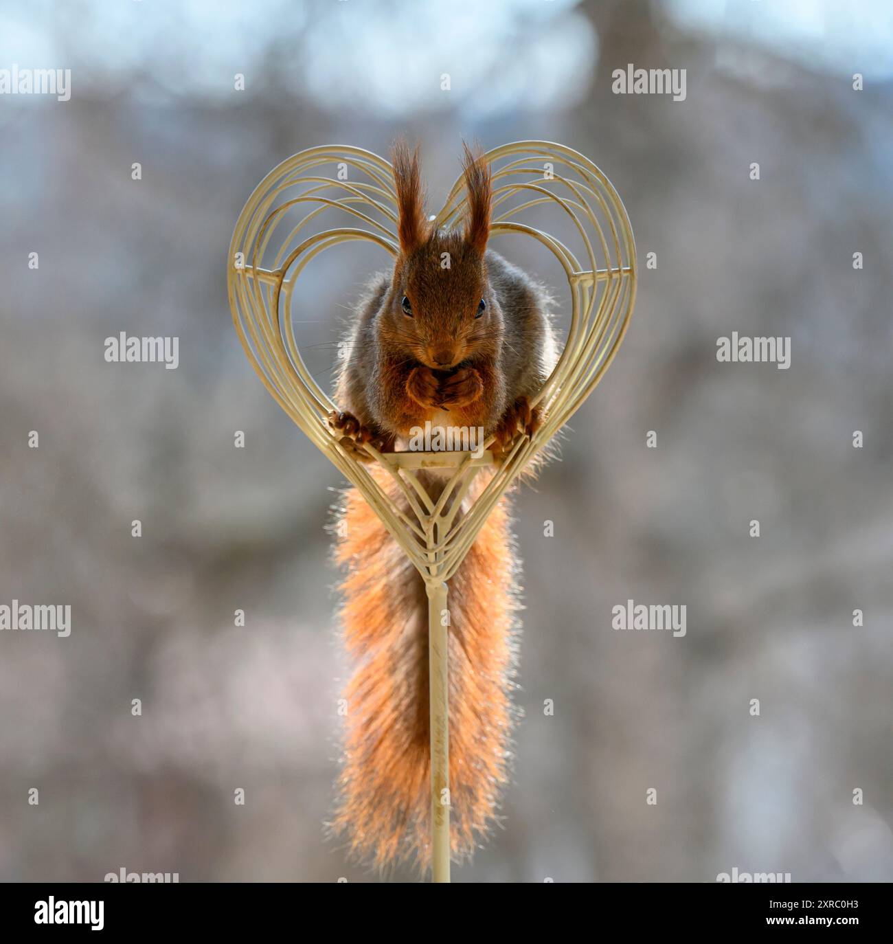 red squirrels inside a heart Stock Photo - Alamy