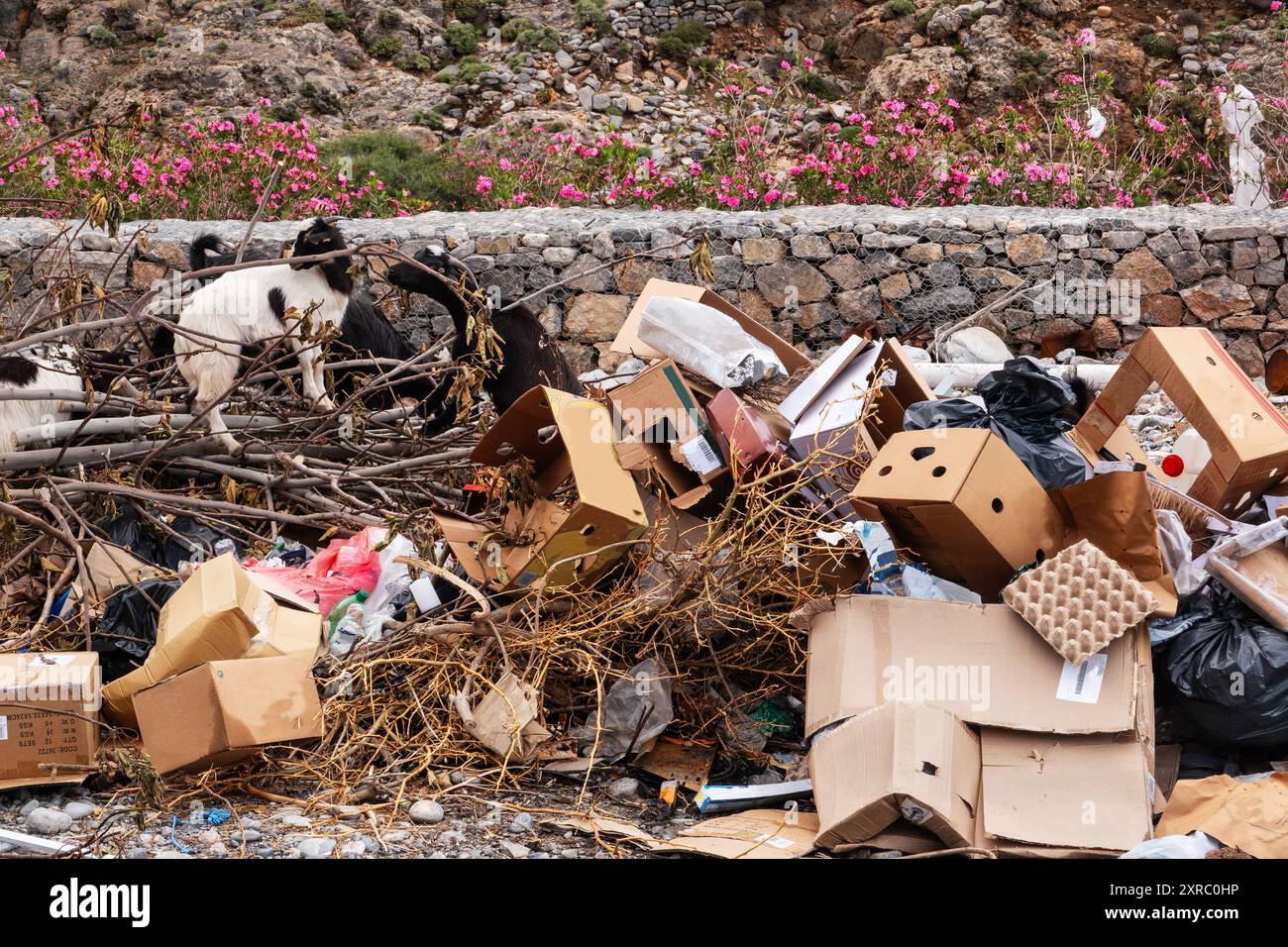 Goats on dumped waste, including plastic bags, cardboard, old furniture ...