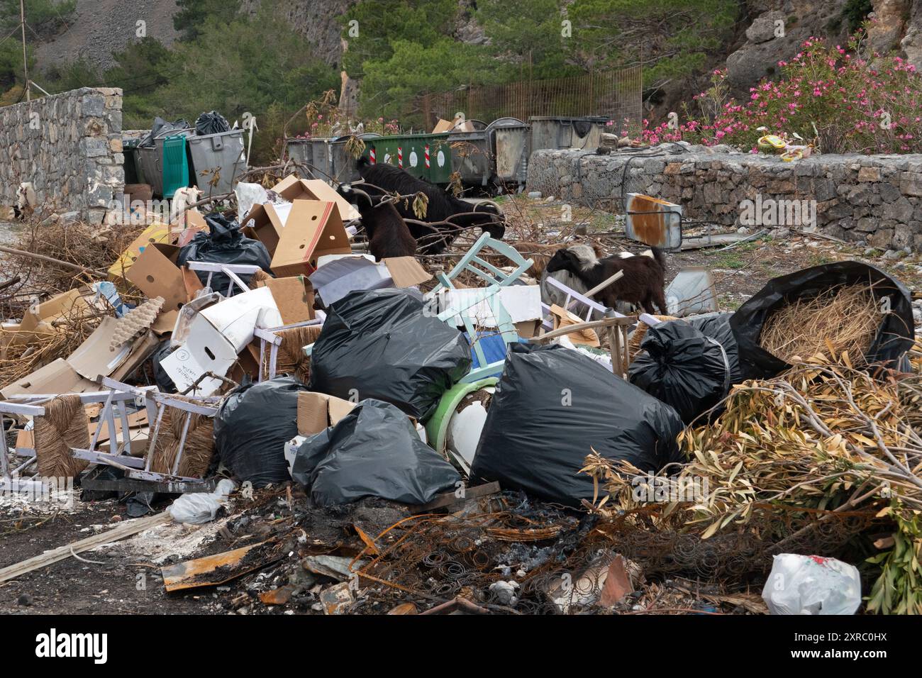Goats on dumped waste, including plastic bags, cardboard, old furniture ...