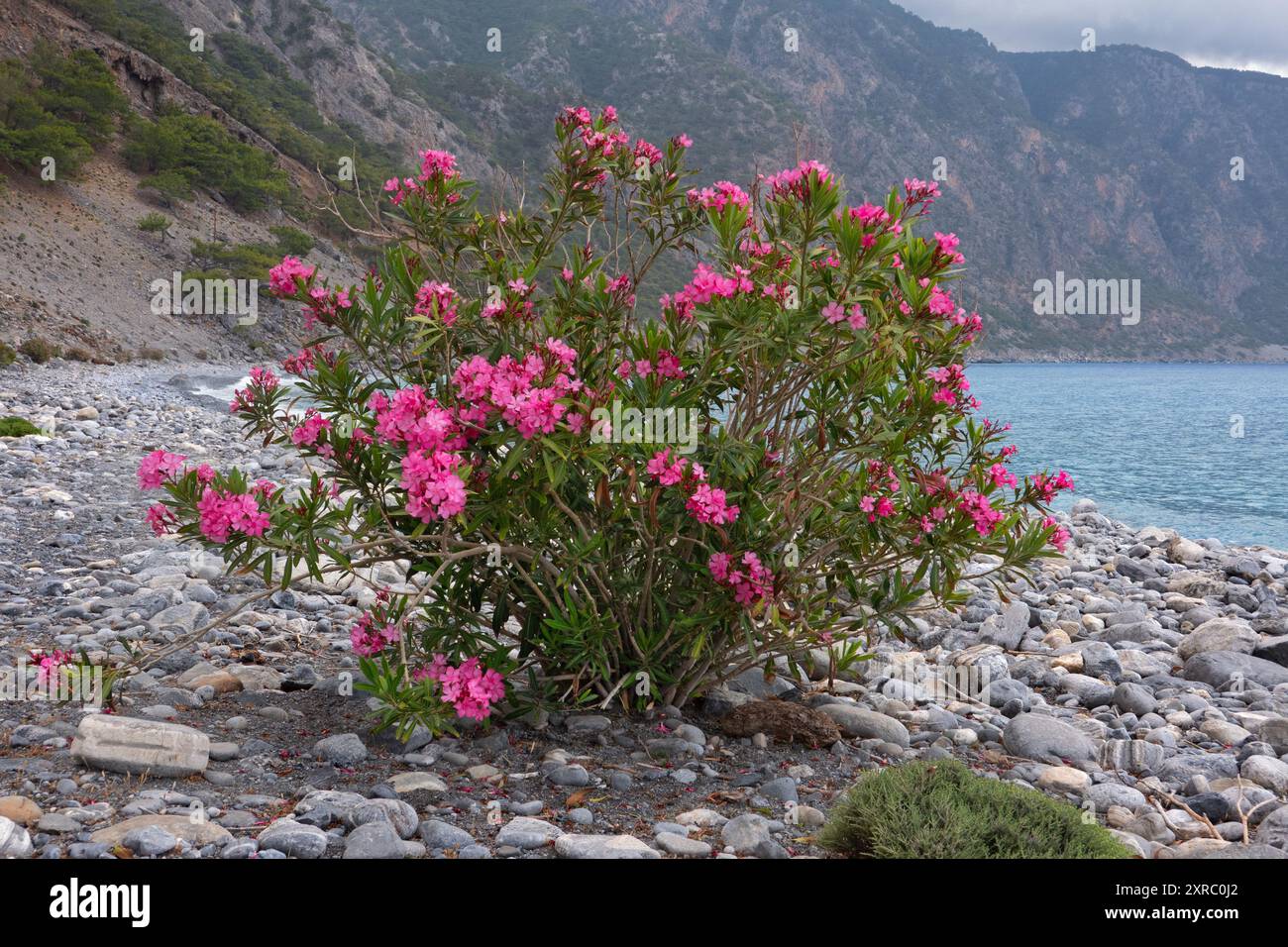 Blooming Oleander on pebble beach on Crete, Greece Stock Photo - Alamy