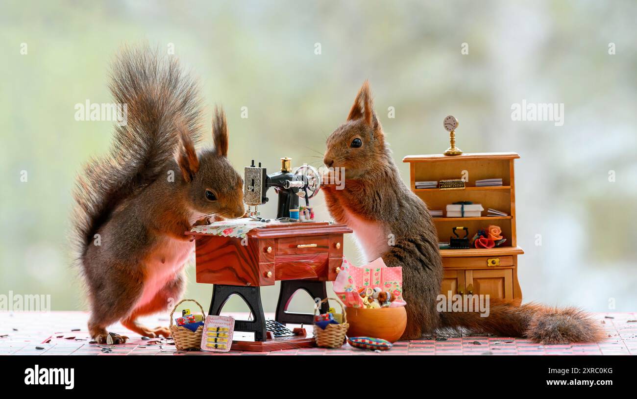 red squirrels with a sewing machine Stock Photo - Alamy