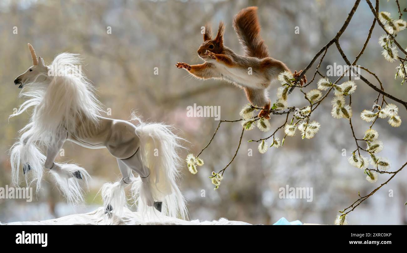 red squirrel rides on a unicorn Eurasian Stock Photo - Alamy