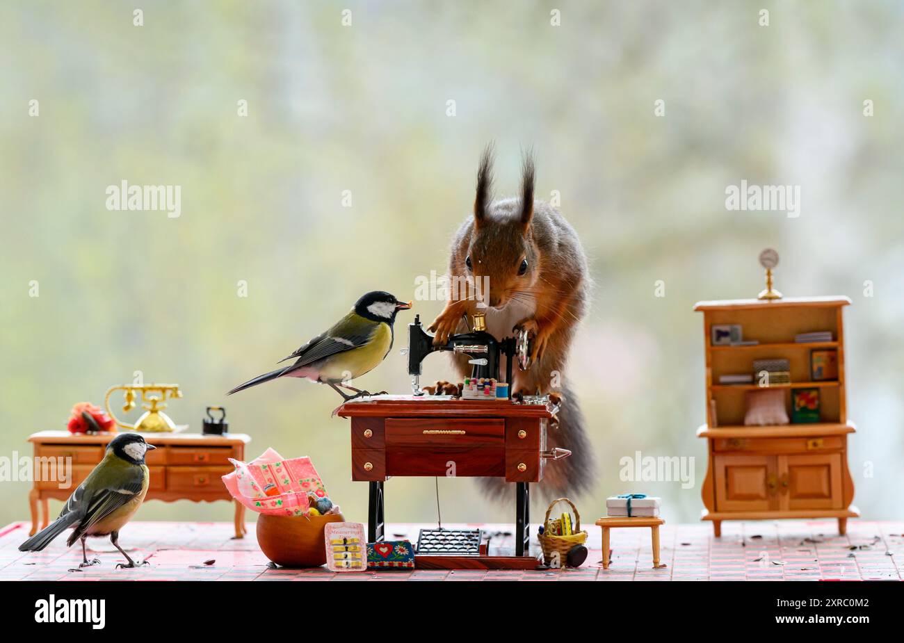 red squirrel and great tit with a sewing machine Stock Photo - Alamy
