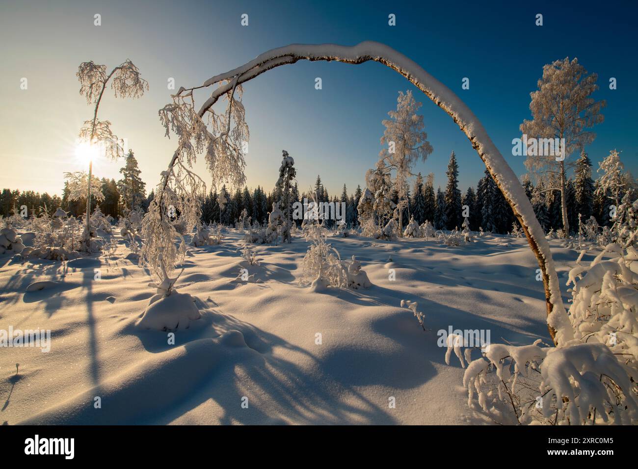 tree in an arc forest mountain and winter landscape Stock Photo - Alamy