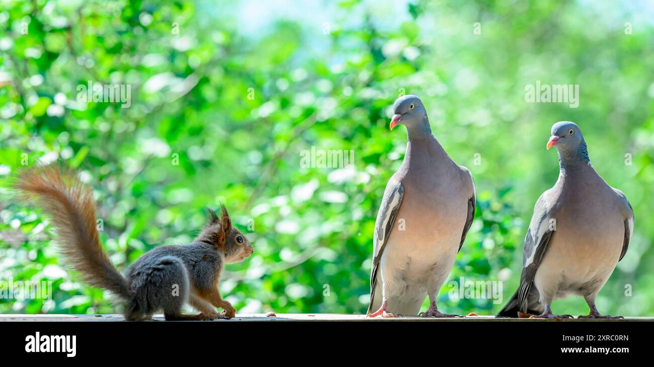 youngred squirrel and wood pigeons Stock Photo - Alamy