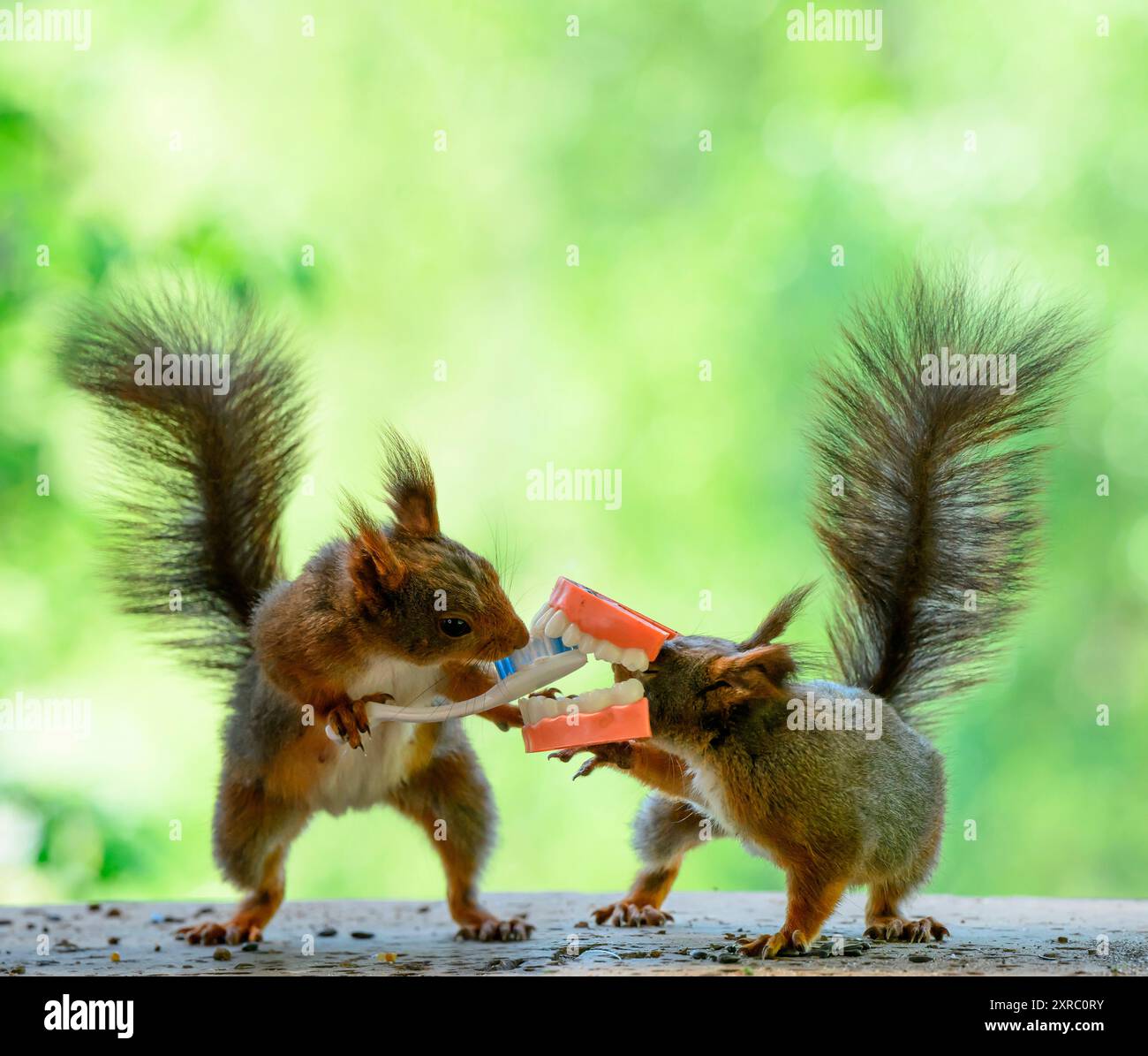 red squirrels with false teeth toothbrush and toothpaste Stock Photo ...