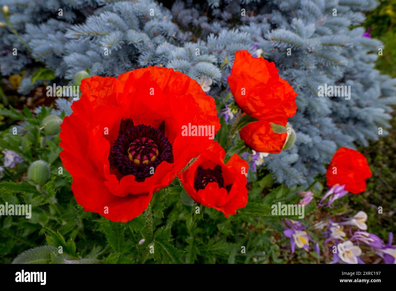 Oriental poppies in a garden in Kirkland, Washington State, USA Stock ...