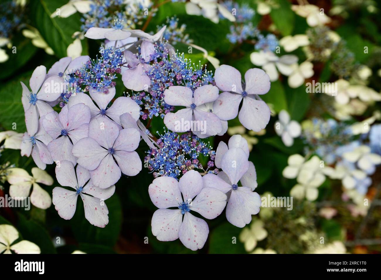 Beautiful pink blue hydrangea hi-res stock photography and images - Alamy