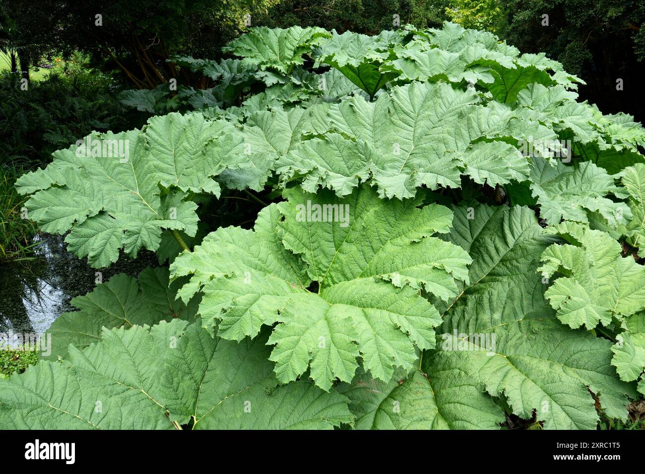 Giant Rhubarb leaves. Gunnera Tinctoria Stock Photo - Alamy