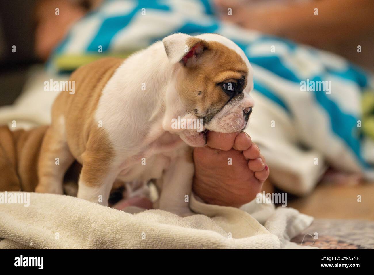Naughty young bulldog puppy biting on his owner's toe inside Stock ...