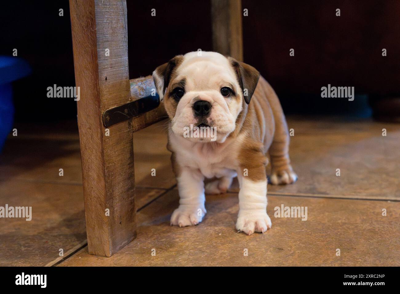 Bulldog puppy in natural light posing for a portrait by wooden table ...