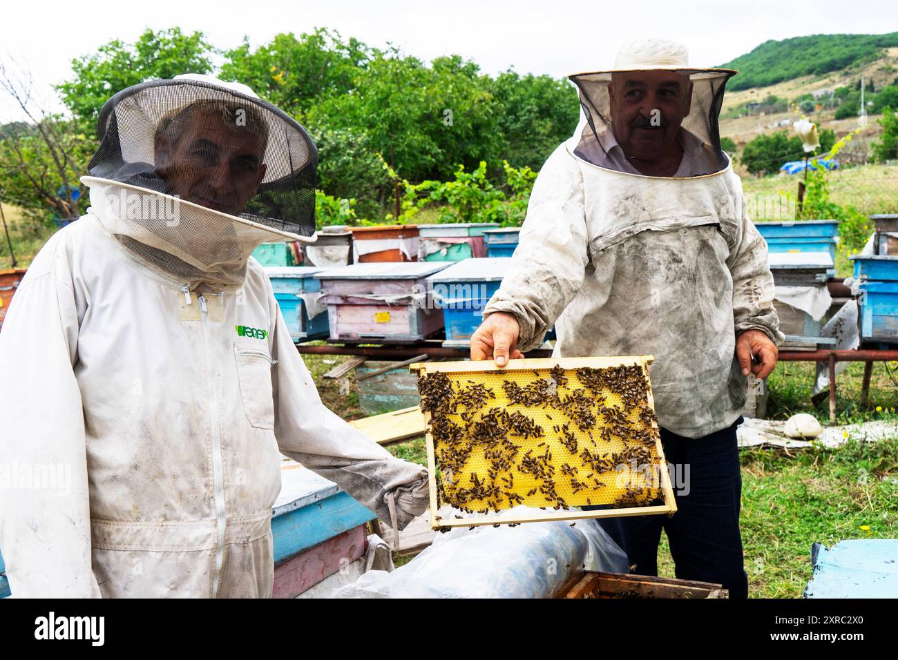 Beekeepers inspecting honeycomb frame hi-res stock photography and ...