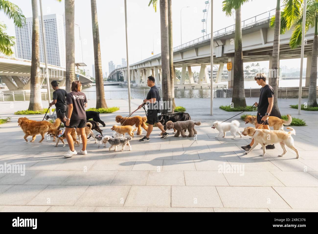 Asia, Singapore, Gardens by the Bay, Dog Walkers Stock Photo - Alamy