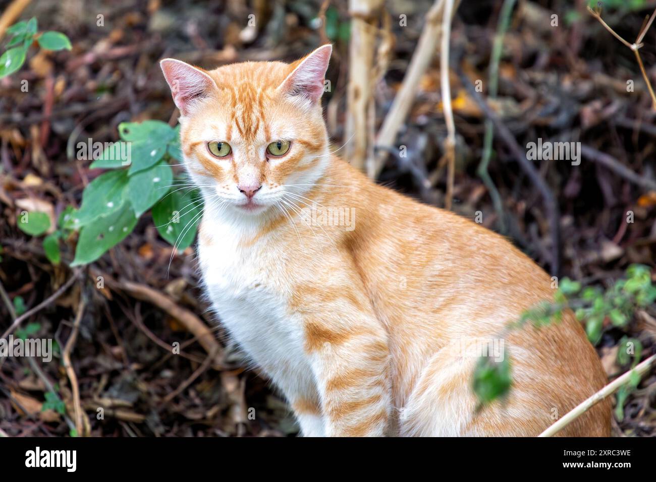 Tabby cat found in urban and suburban environments globally. Omnivorous ...