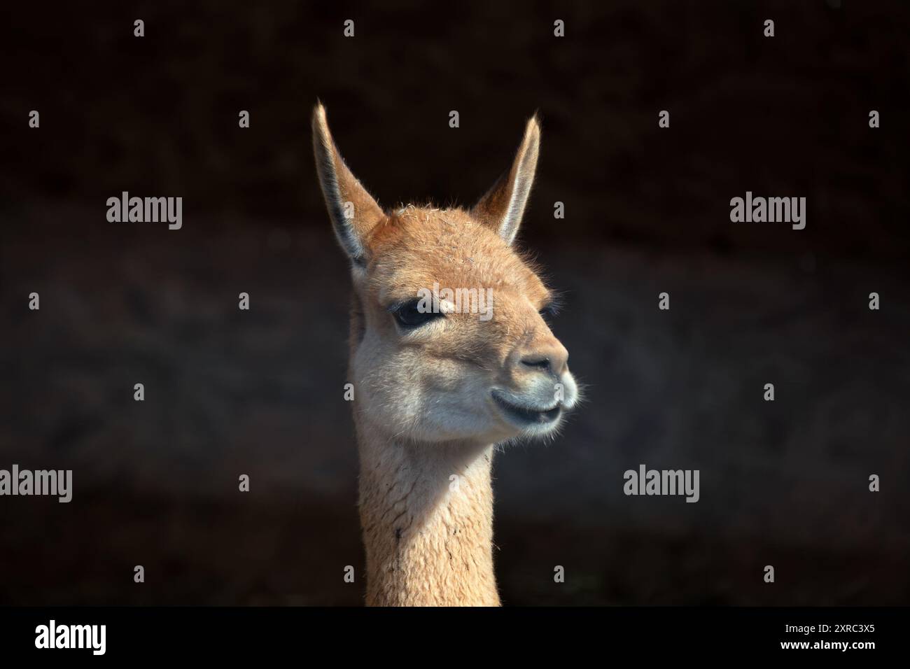 Vicuna in the Andean highlands of South America. Herbivorous, grazing ...