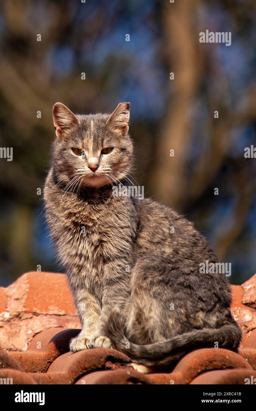 Sumatran tiger in the rainforests of Sumatra, Indonesia. Carnivorous ...