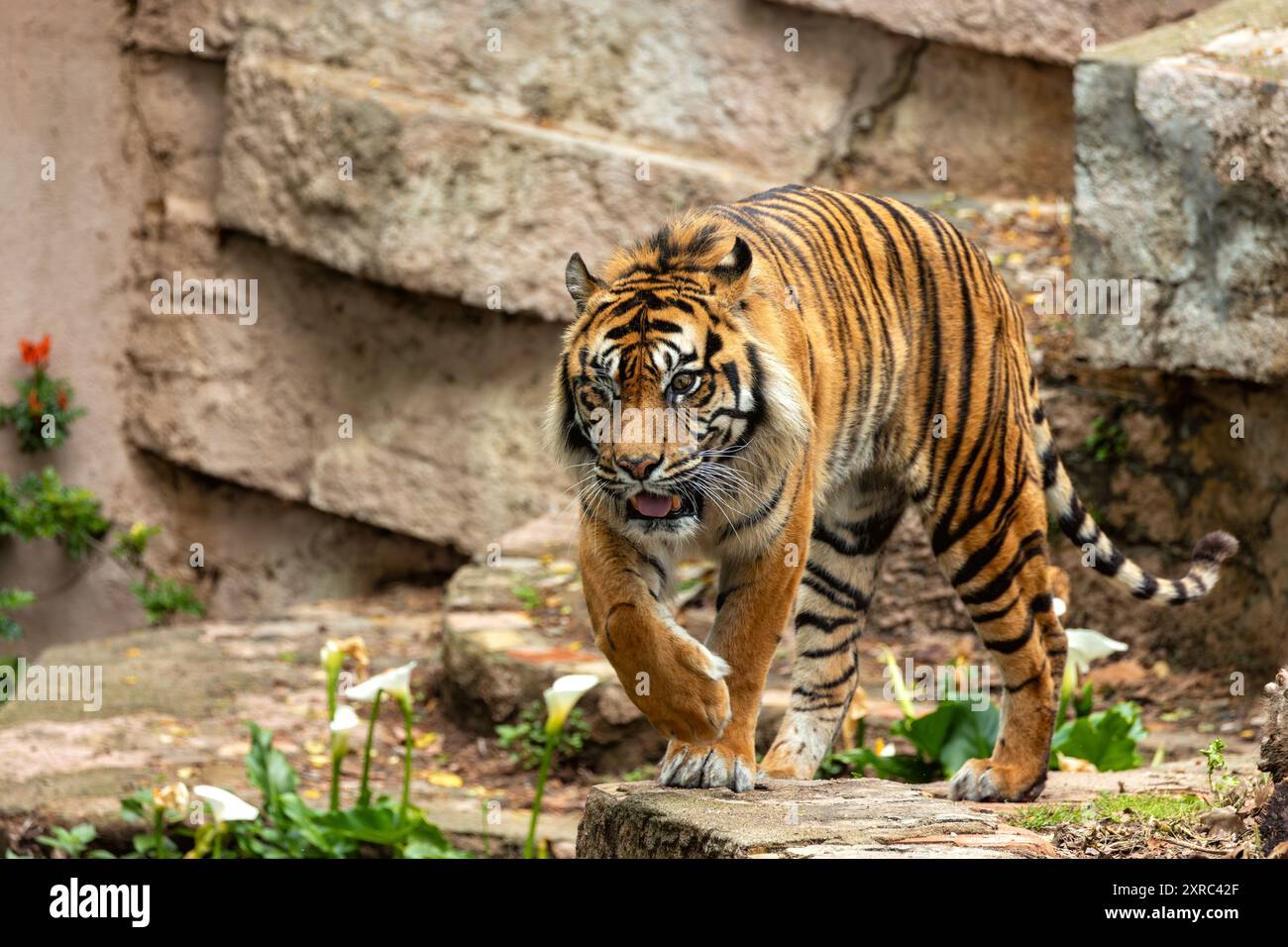 Sumatran tiger in the rainforests of Sumatra, Indonesia. Carnivorous ...