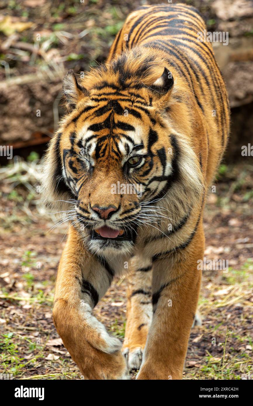 Sumatran tiger in the rainforests of Sumatra, Indonesia. Carnivorous ...