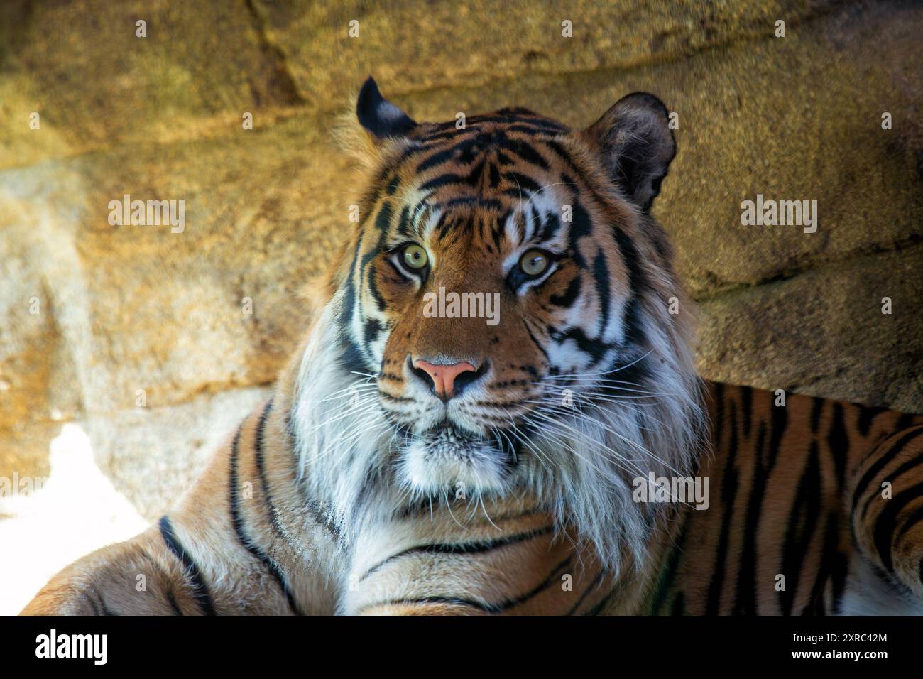 Sumatran tiger in the rainforests of Sumatra, Indonesia. Carnivorous ...