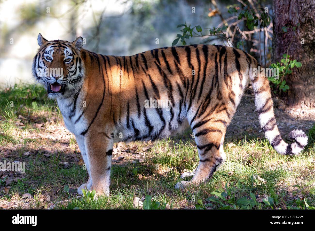 Sumatran tiger in the rainforests of Sumatra, Indonesia. Carnivorous ...