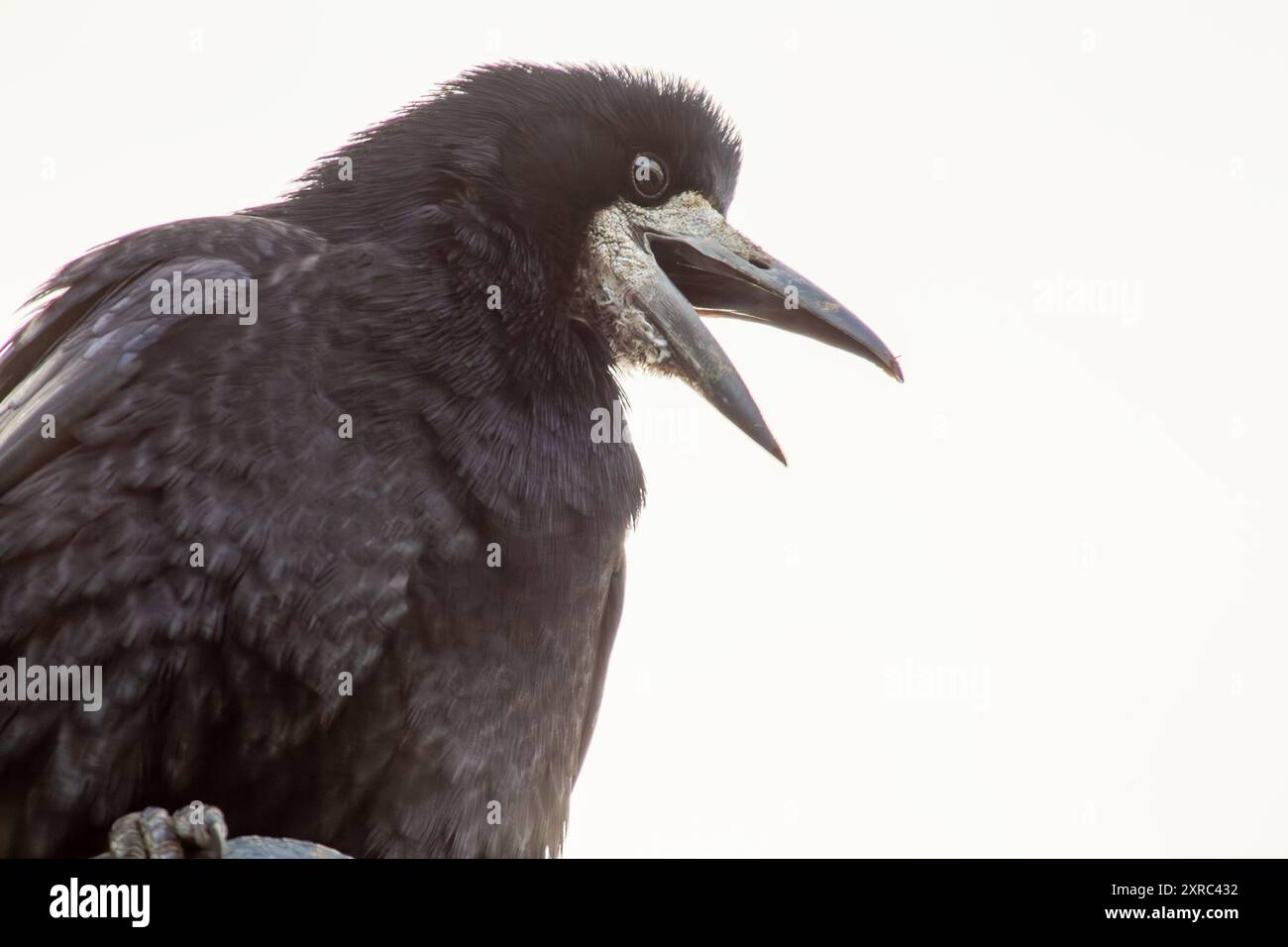 Rooks in asia hi-res stock photography and images - Alamy