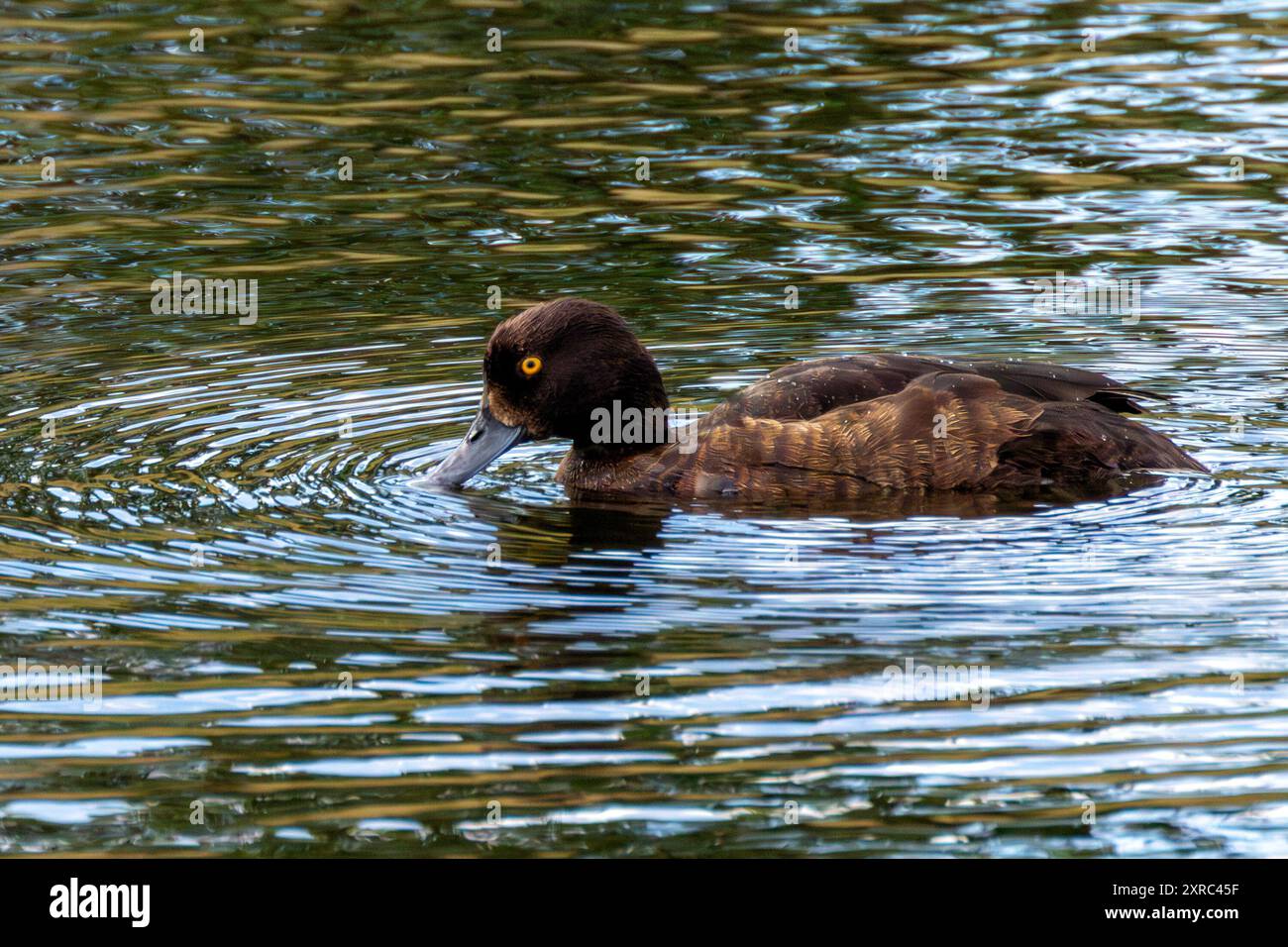 Female tufted duck seen in European and Asian lakes. Dives for mollusks ...