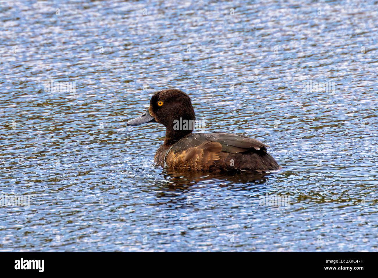 Female tufted duck seen in European and Asian lakes. Dives for mollusks ...