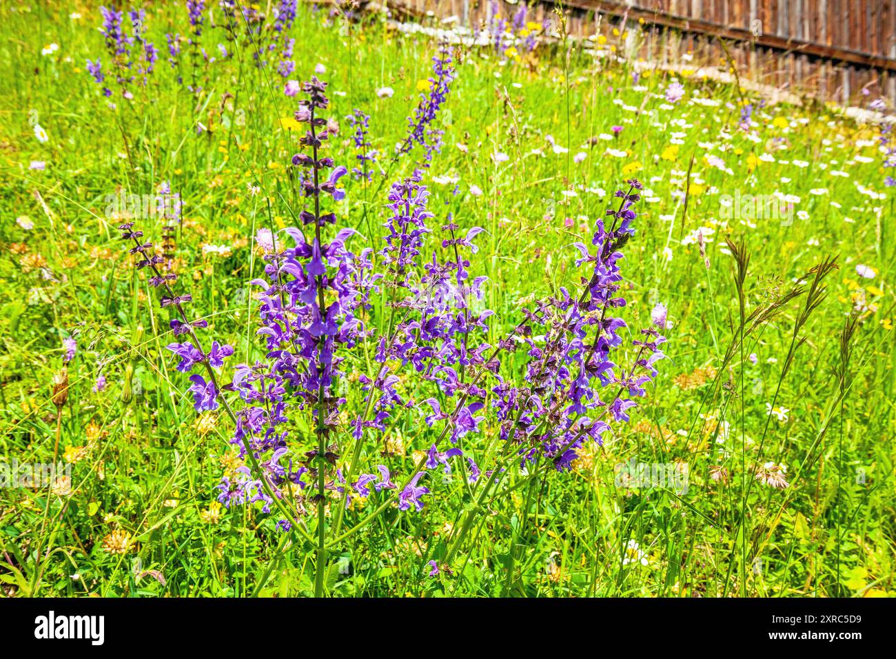 Meadow sage, Salvia pratensis, a modest aromatic plant Stock Photo - Alamy