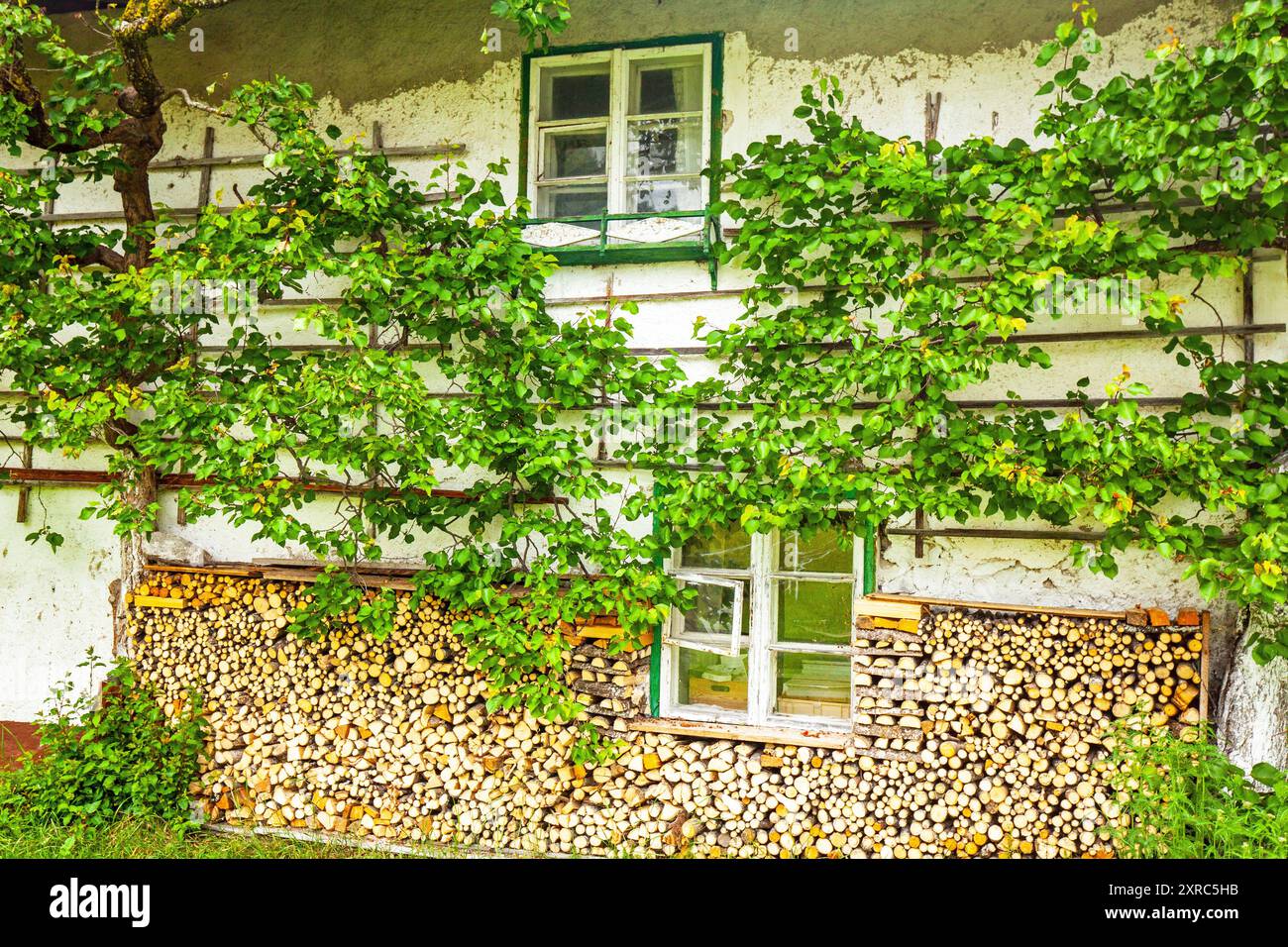 Trellis trees on the white wall of a farmhouse in Tyrol Stock Photo - Alamy