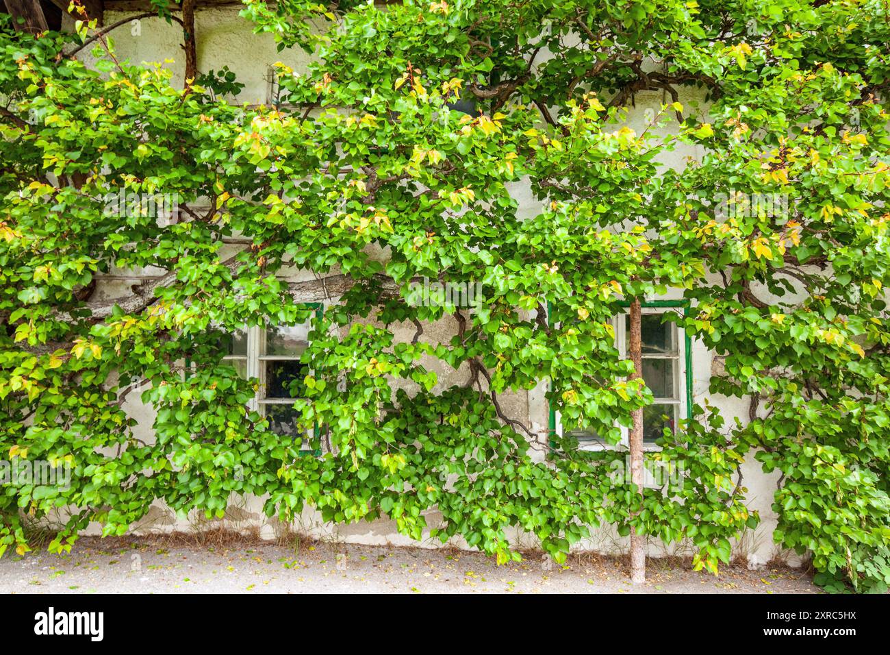 Trellis trees on the white wall of a farmhouse in Tyrol Stock Photo - Alamy