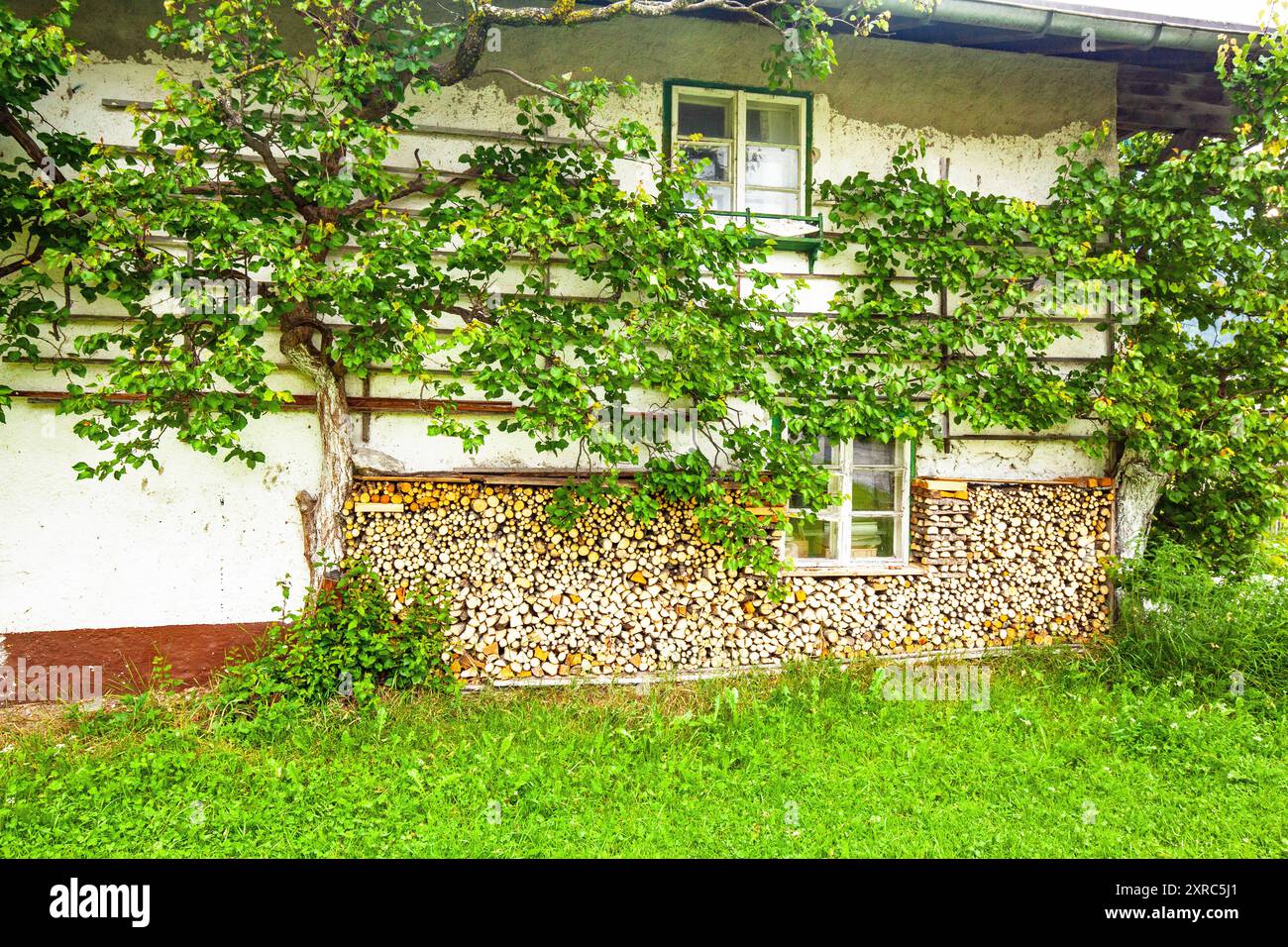 Trellis trees on the white wall of a farmhouse in Tyrol Stock Photo - Alamy