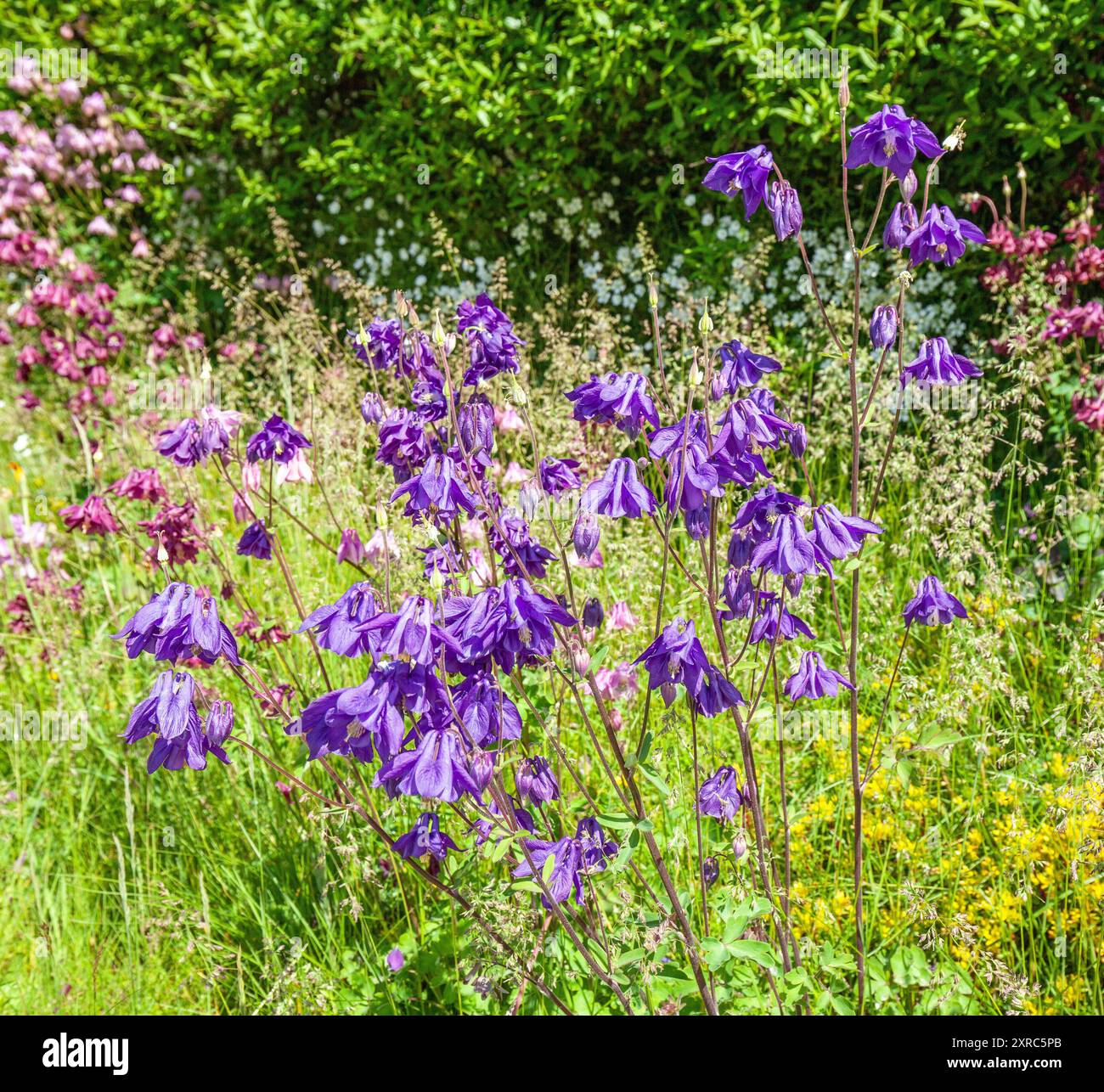 Aquilegia is a genus of plants in the buttercup family (Ranunculaceae ...