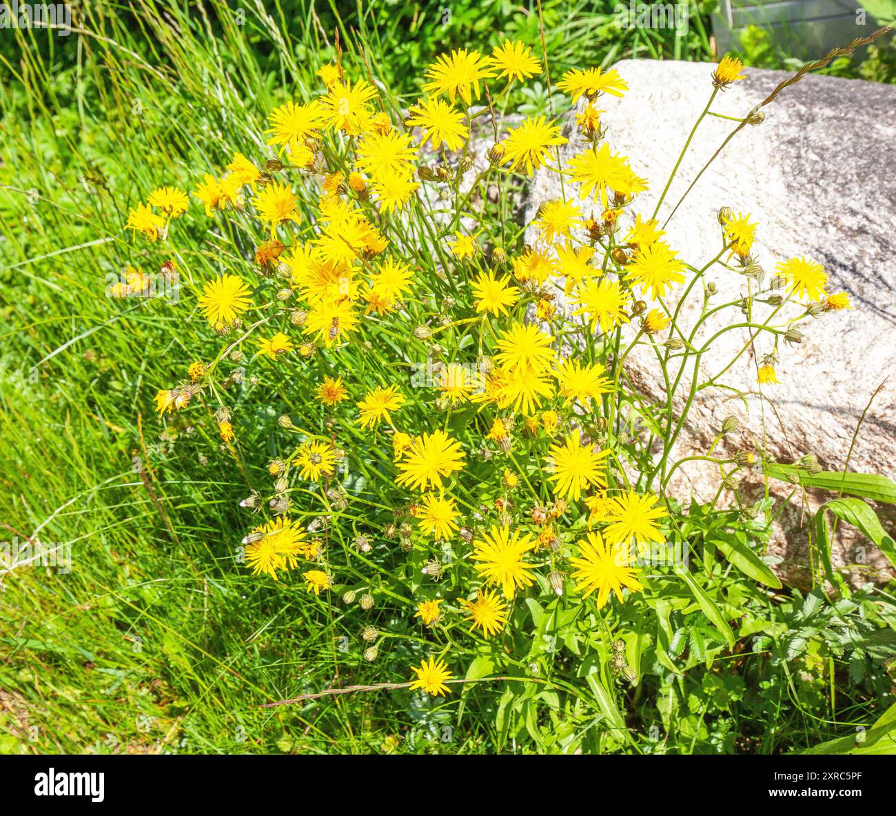 Asteraceae family hi-res stock photography and images - Alamy