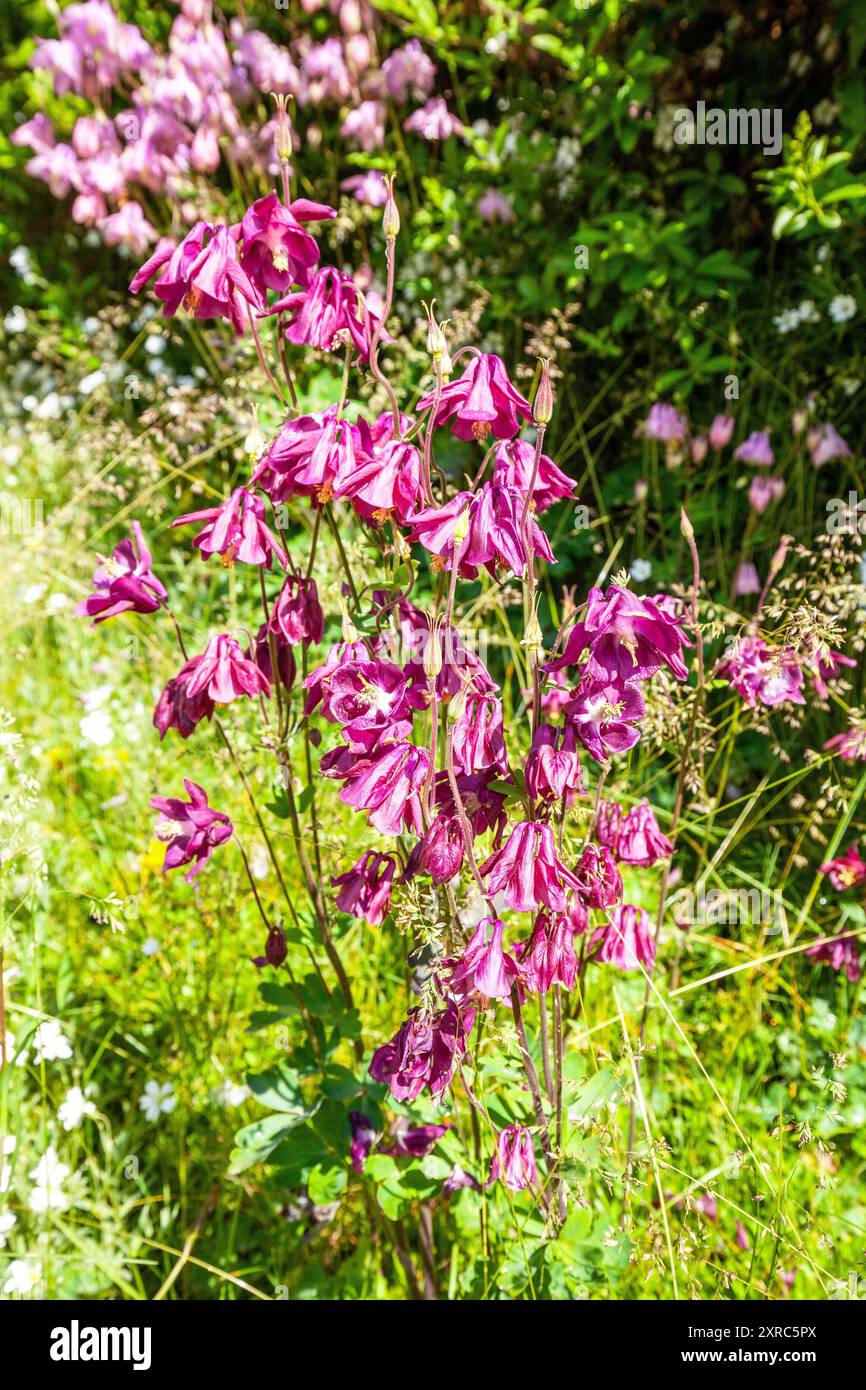 Aquilegia is a genus of plants in the buttercup family (Ranunculaceae ...