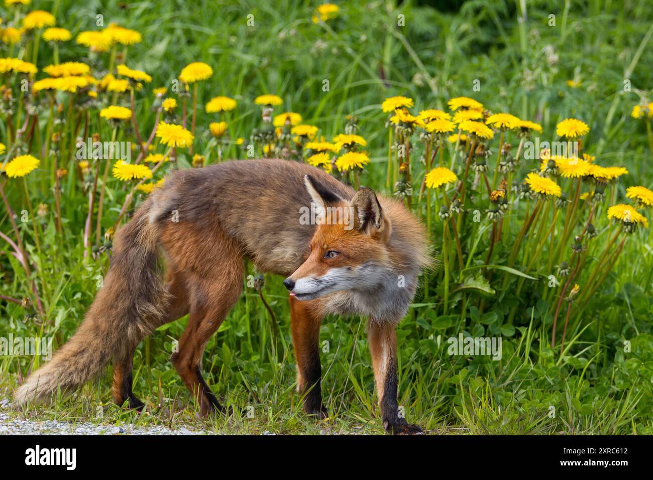 Meadow yellow red flowers hi-res stock photography and images - Alamy