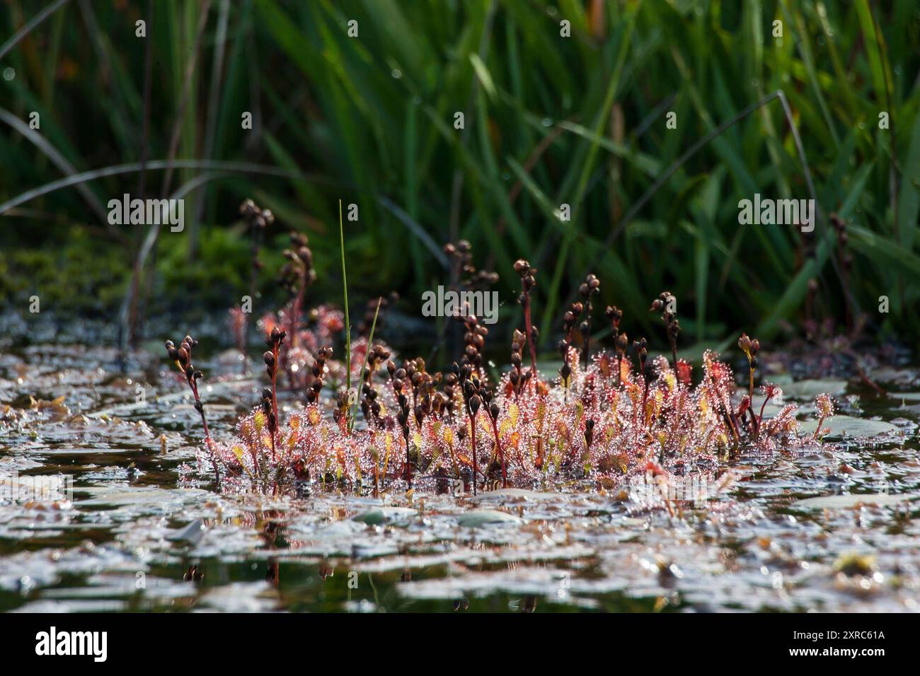 Sundew, carnivorous plant, bog Stock Photo - Alamy
