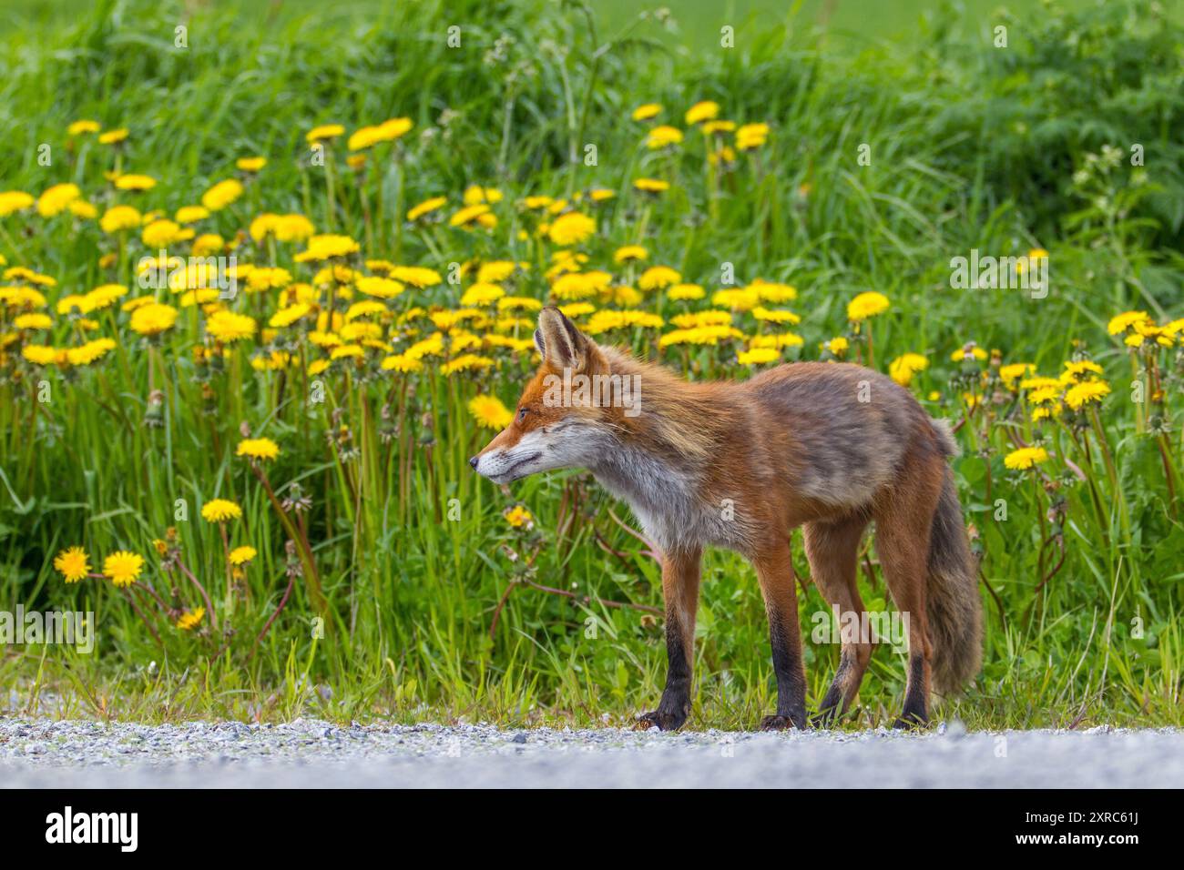 Yellow flowers, dandelion meadow, red fox, fox, Vulpes vulpes Stock ...