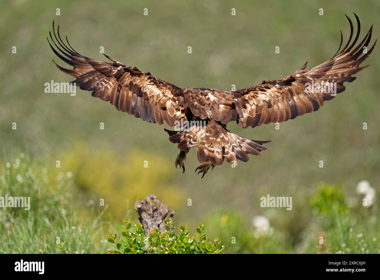 Golden eagle (Aquila chrysaetos) approaching in the first morning light ...