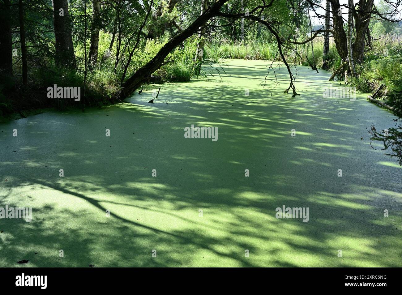 This image depicts a tranquil swamp scene with a dense layer of green ...