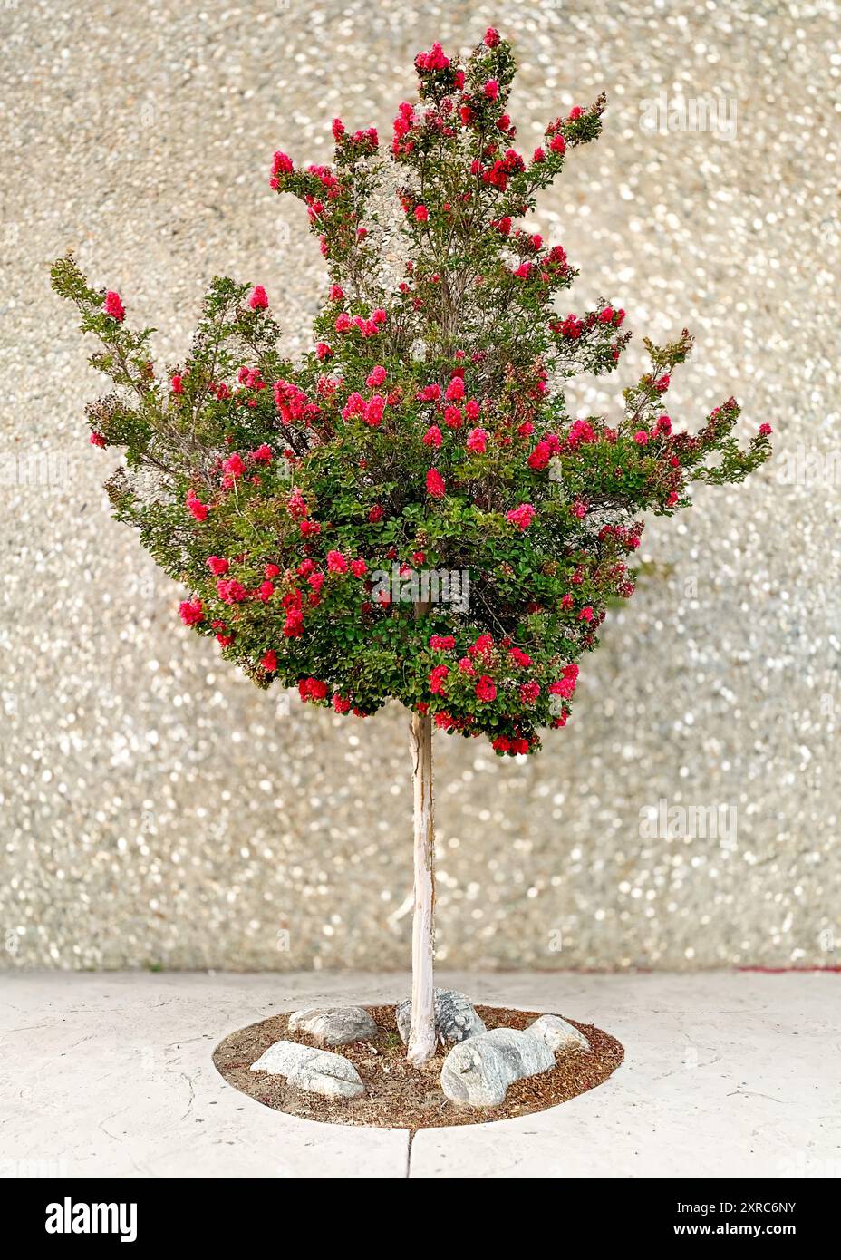 Crape myrtle trunk hi-res stock photography and images - Alamy