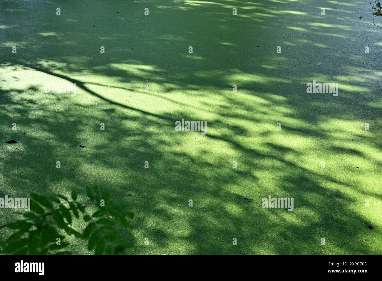 This image captures a tranquil scene of a green water surface covered ...