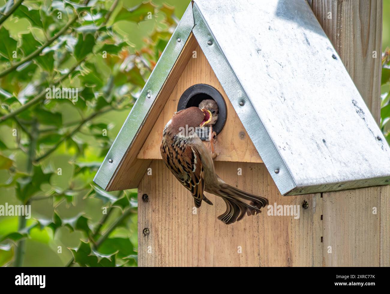 Tree sparrow, sparrow feeding young in a nesting box, Bavaria, Germany ...