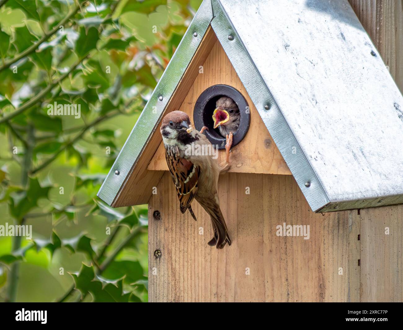 Tree sparrow, sparrow feeding young in a nesting box, Bavaria, Germany ...