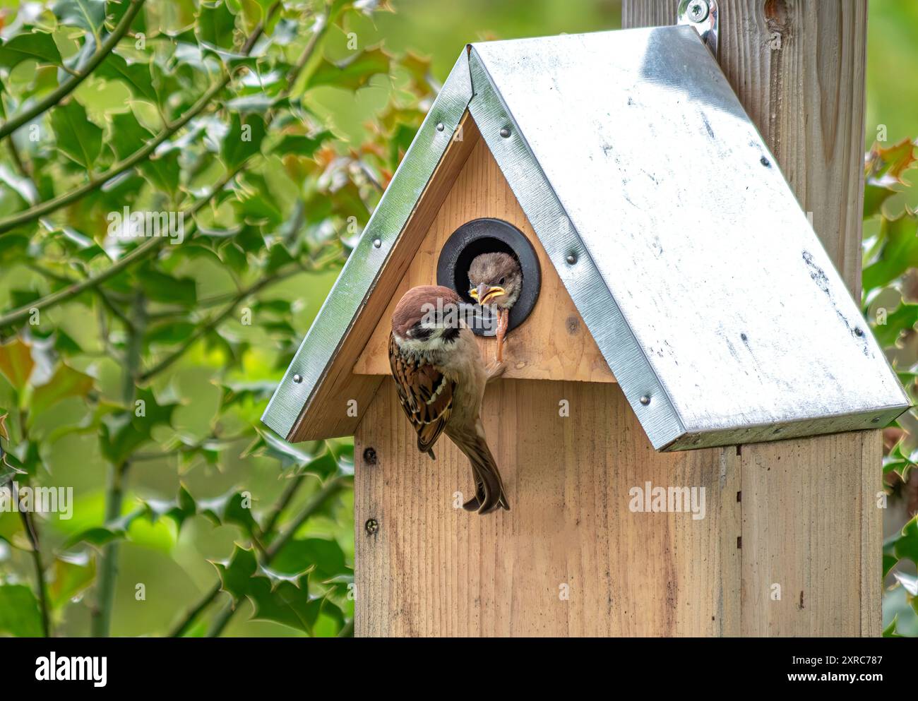 Tree sparrow, sparrow feeding young in a nesting box, Bavaria, Germany ...