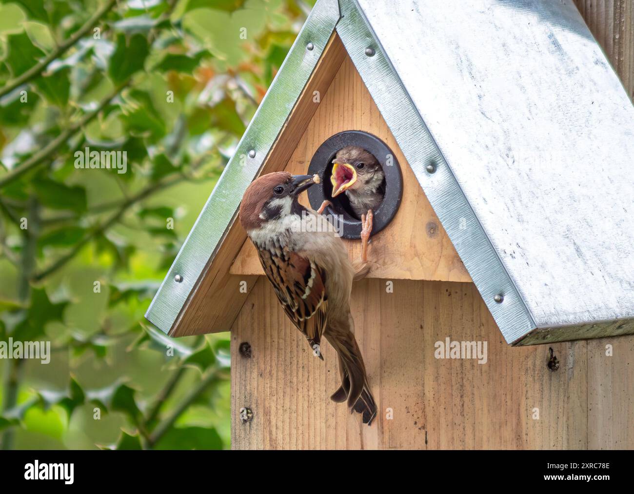 Tree sparrow, sparrow feeding young in a nesting box, Bavaria, Germany ...
