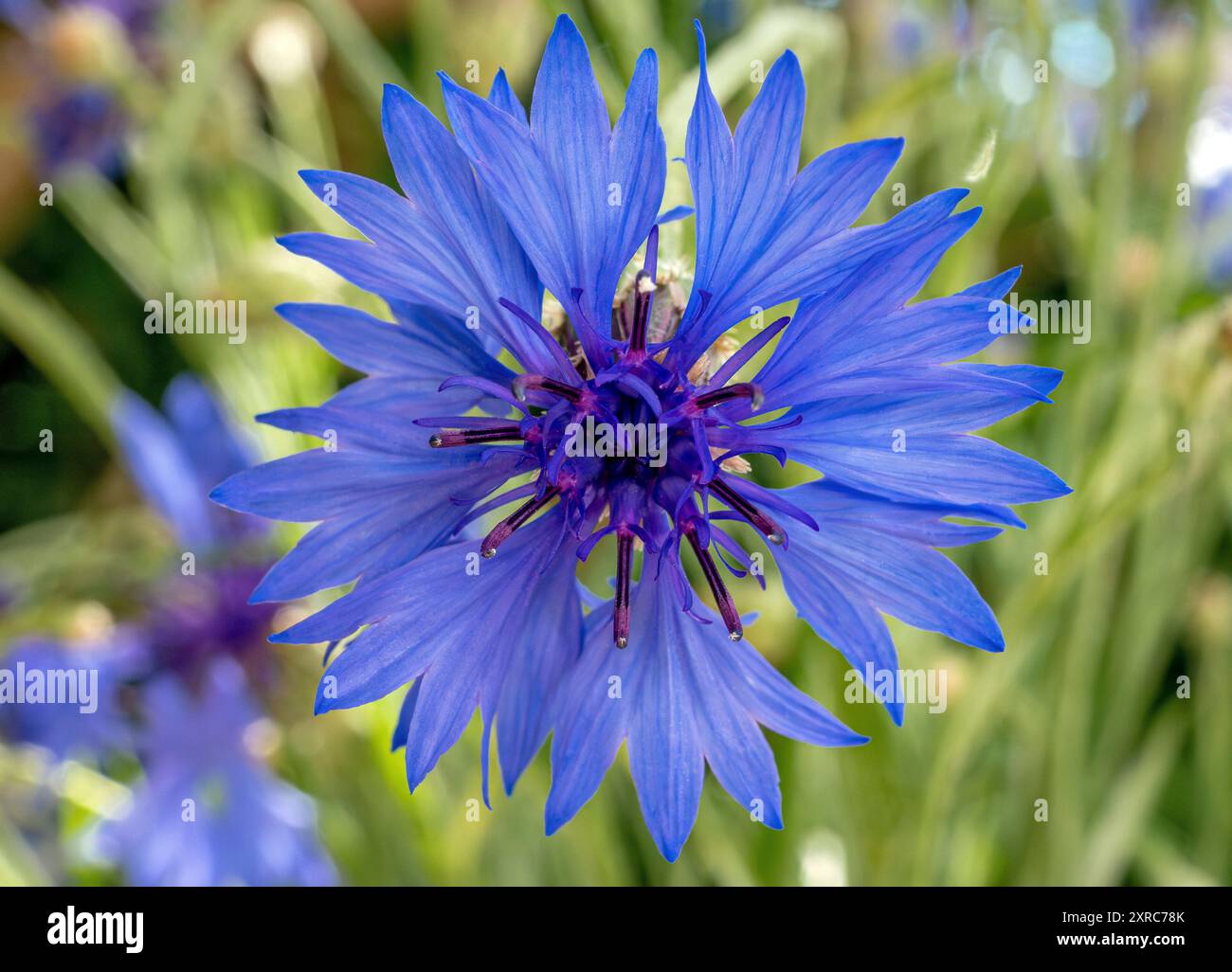 Blue cornflowers (Centaurea cyanus), Bavaria, Germany, Europe Stock ...