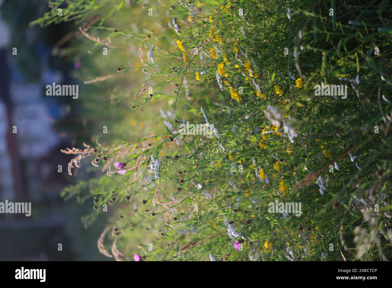 Flower meadow in the city with meadow knapweed (Centaurea jacea ...